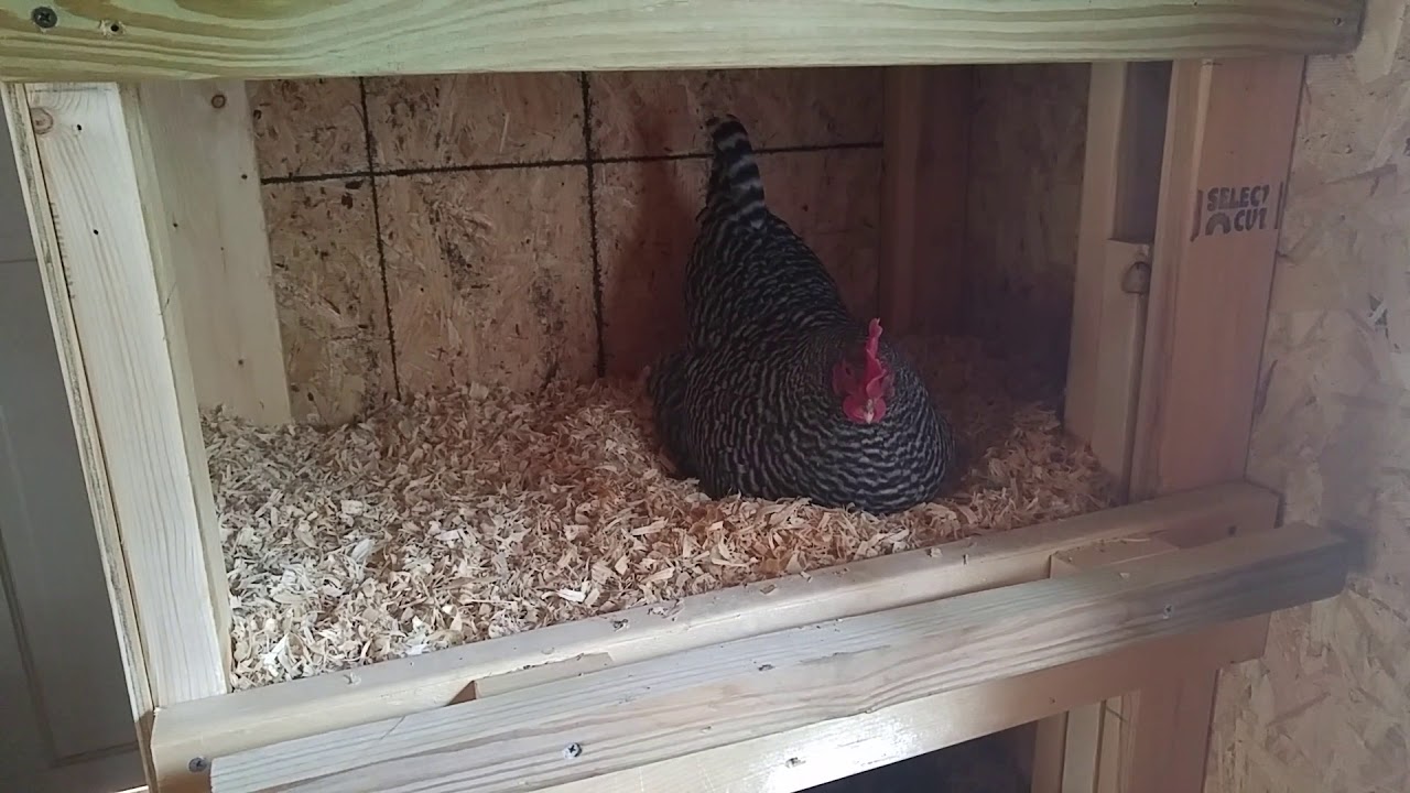 Chickens Begin to Use New Nest Box - YouTube