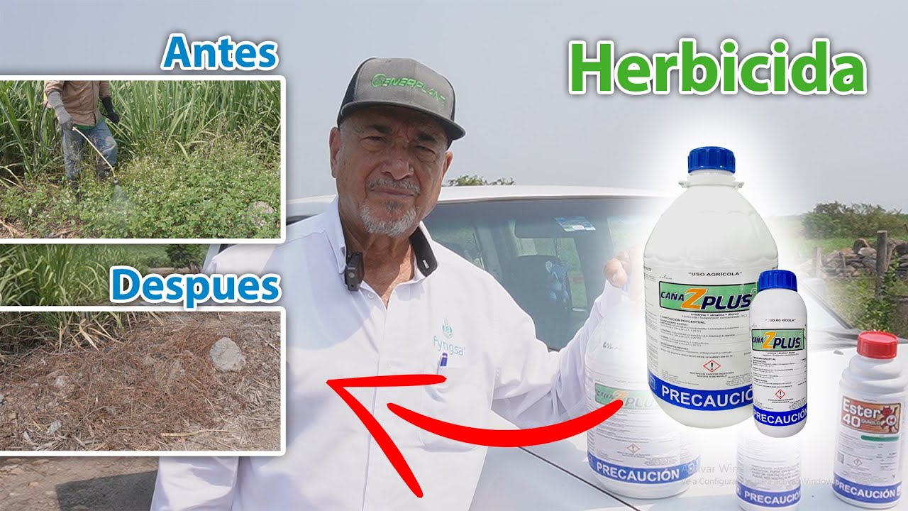 Herbicida Caña Z Plus, como aplicarlo y los resultados obtenidos en la ...