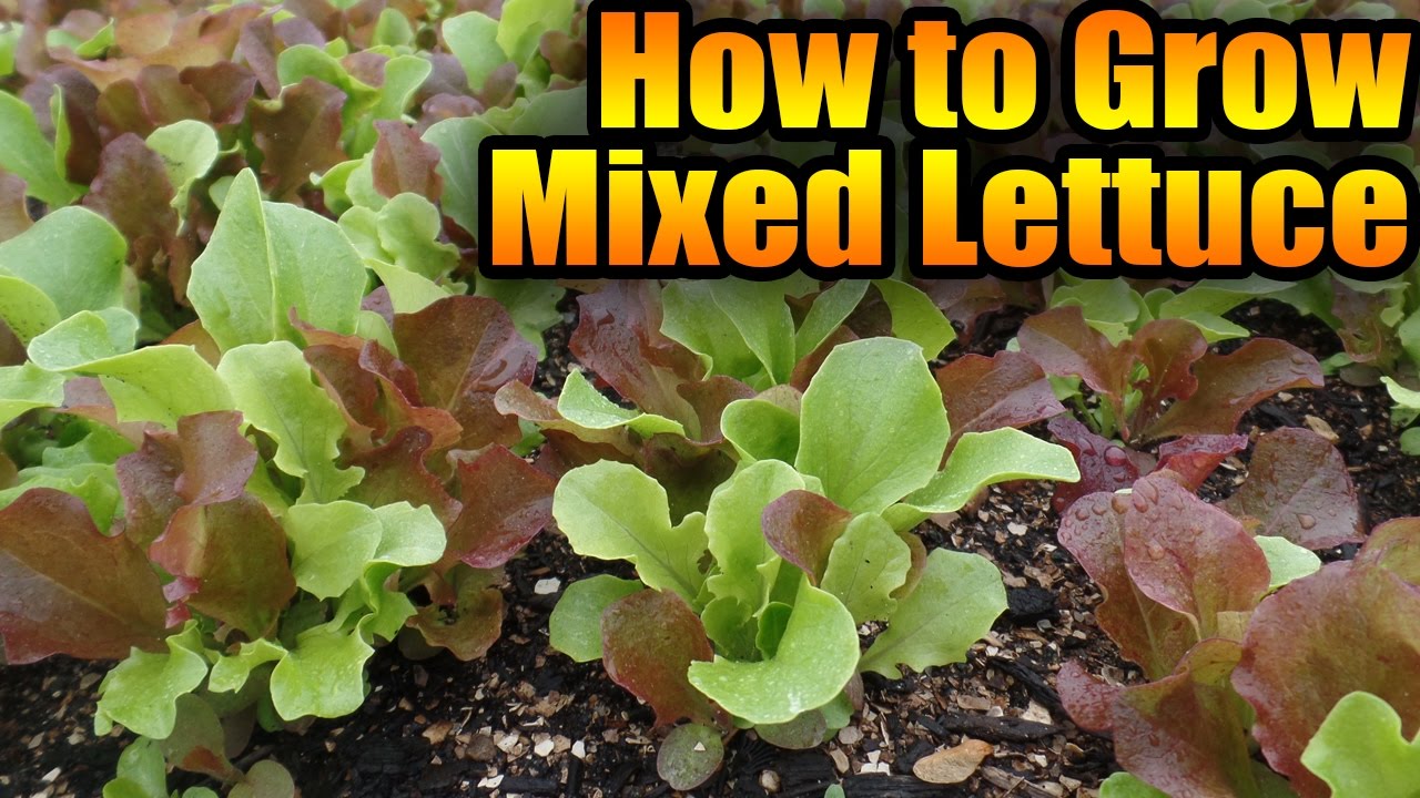 How to Grow Mix Lettuce - YouTube