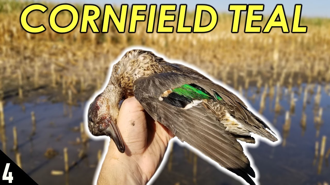 SOLO Teal Hunt in FLOODED Corn | Duck Hunting 2020 - YouTube