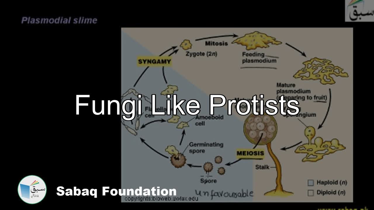 Fungi like Protists: Myxomycota, Biology Lecture | Sabaq.pk - YouTube