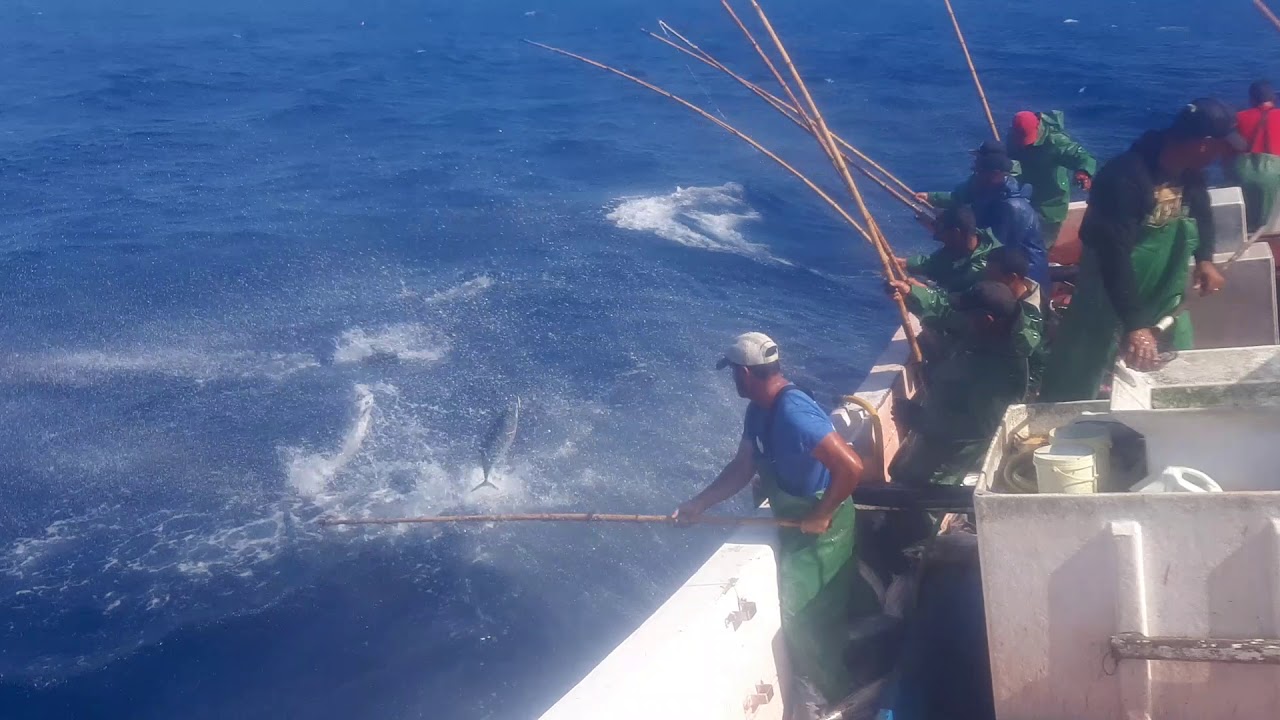 Pesca do atum Embarcação "Três Pastorinhos" - YouTube