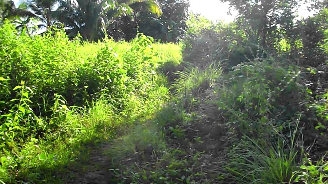 The river.AVI - YouTube