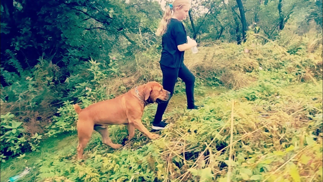 boerboel and the kid 30 - YouTube