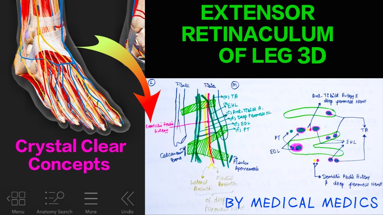 Extensor Retinaculum of Leg Anatomy | Extensor Retinaculum of Foot 3d ...