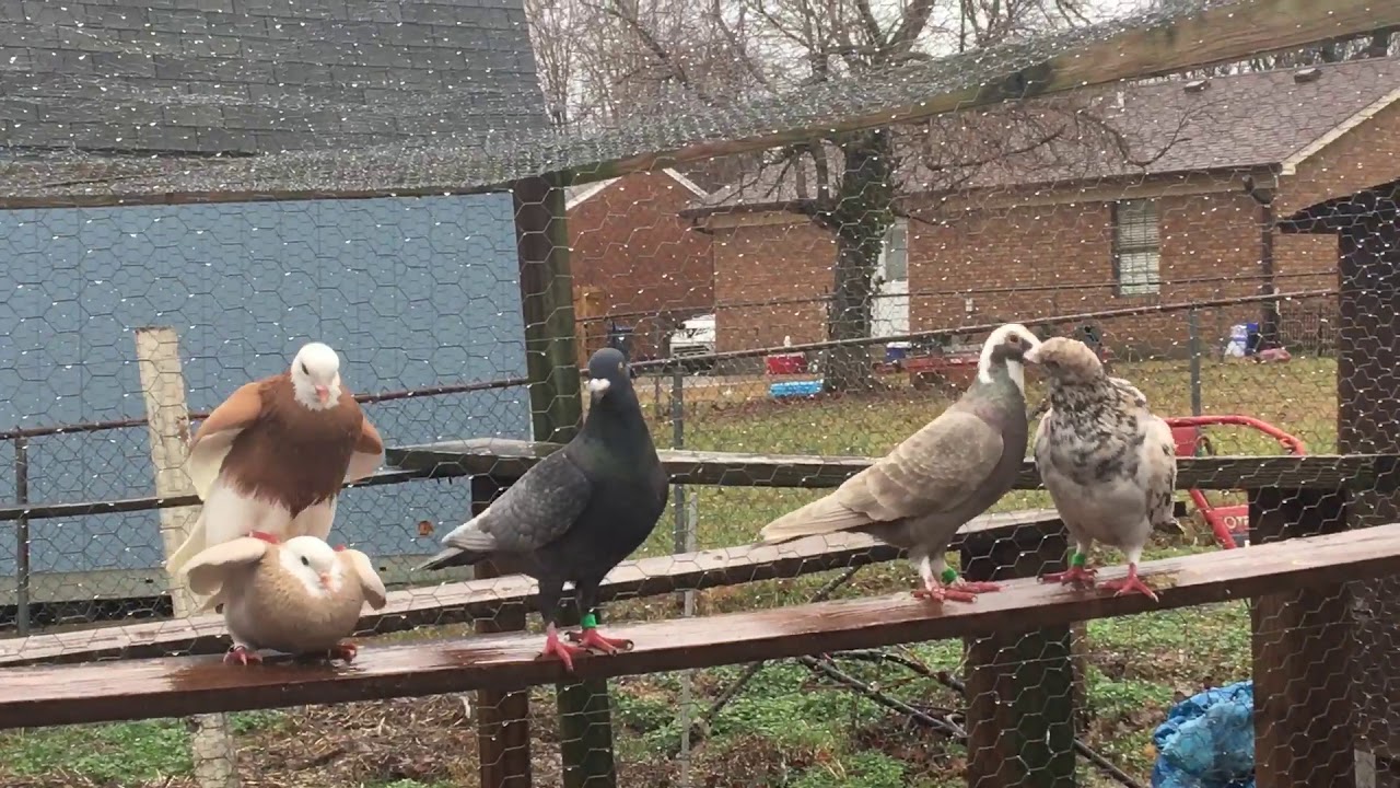 Birds having fun in the rain - YouTube