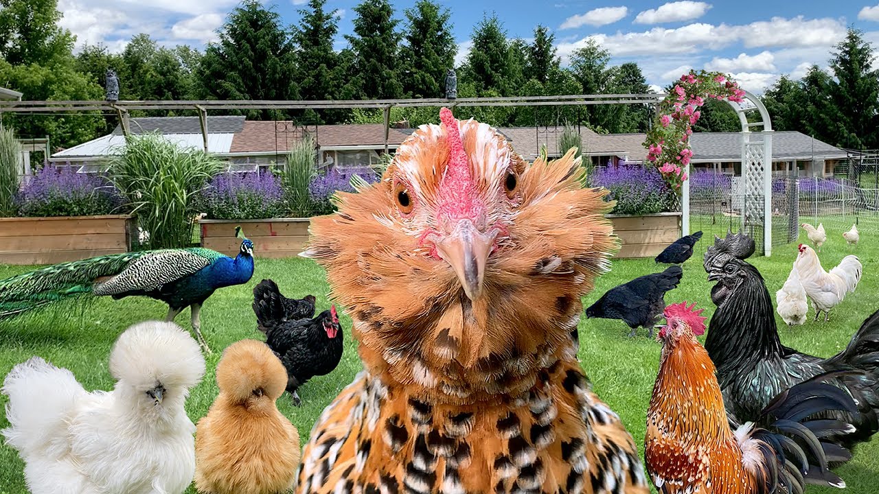 Amazing Organic Chicken Farming: A Paradise Where Rare & Heritage ...