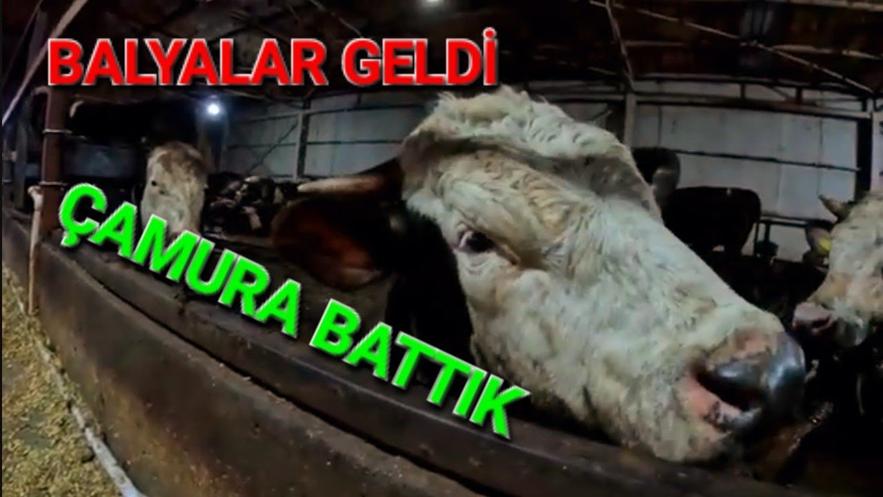 ÇAMURA BATAN BALYA YÜKLÜ KAMYONU KURTARDIK & YULAF OTU & REYGRAS OTU ...