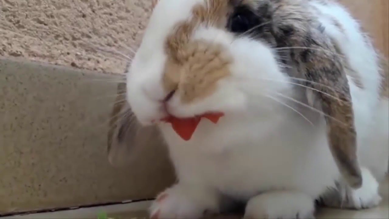 Funny Baby Bunny Rabbit Videos Cute Rabbits Compilation 2018 YouTube ...