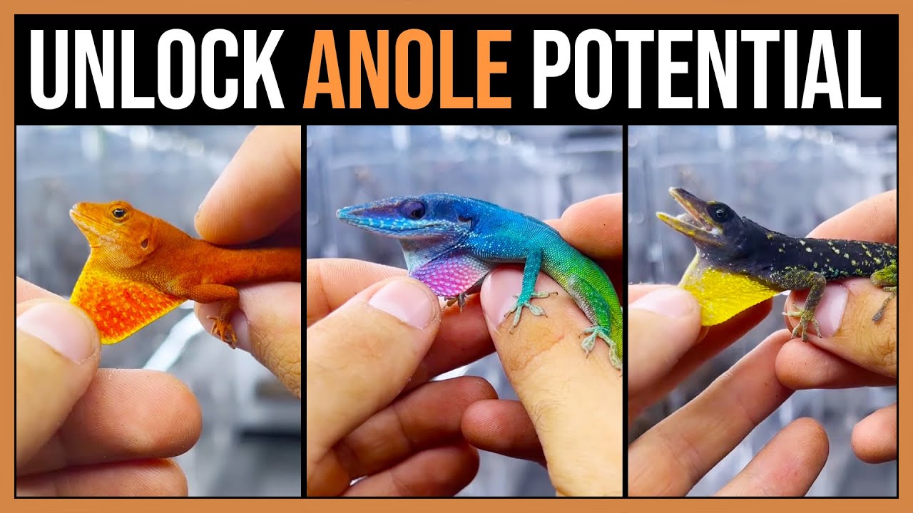 The Complete Guide to Anole Lizards - Everything You Need To Know ...