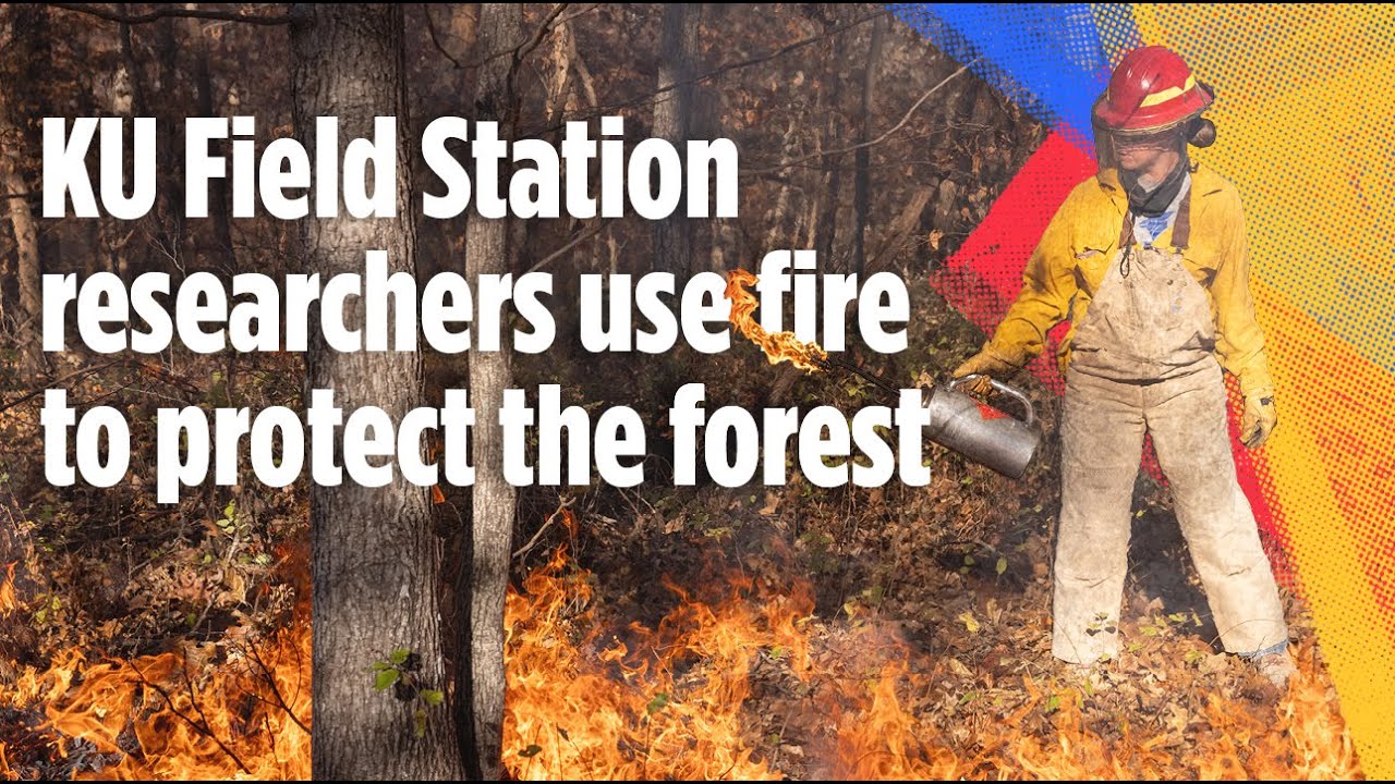 KU Field Station researchers use fire to protect the forest - YouTube