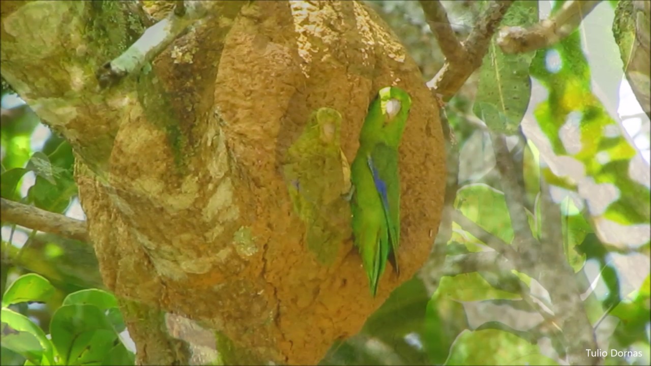 Video 43 - Forpus xanthopterygius, Tuim - YouTube