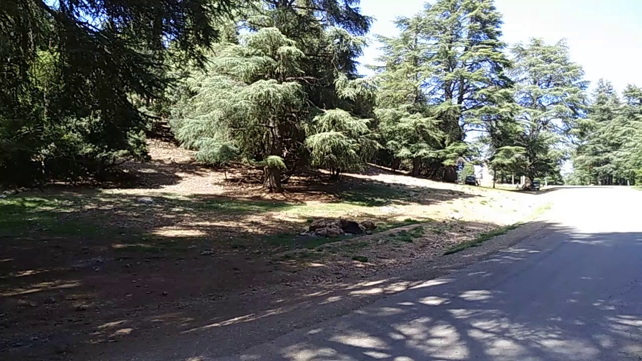 Cedar forest Azrou Morocco - YouTube