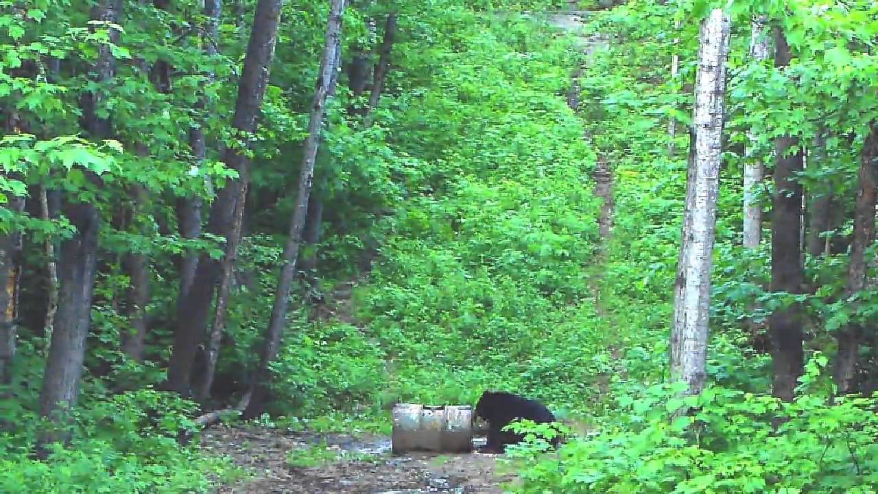 Black Bear Sighting in Quebec, Canada - YouTube
