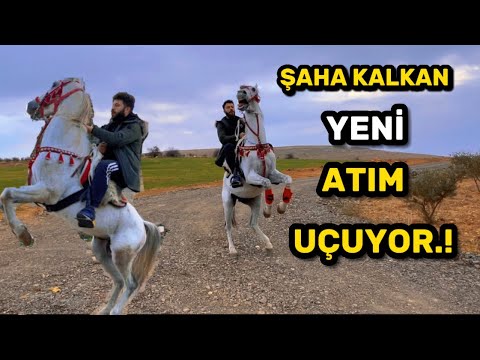 ŞAHLANAN YENİ ARAP ATIM-böyle bir at yok.!”RESMEN UÇUYOR..”
