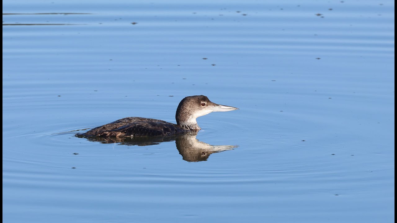 Common Loon in Monterey Co., California - YouTube