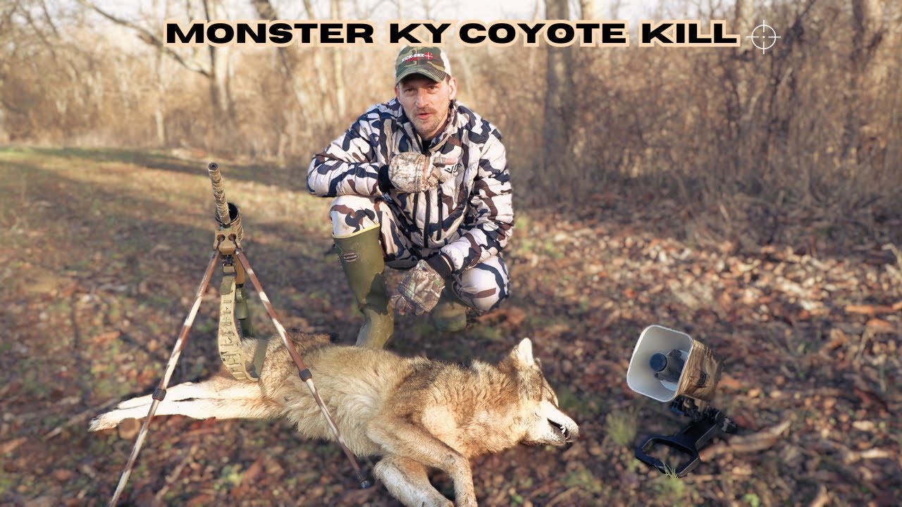 MONSTER KENTUCKY COYOTE KILL! (Largest in 34 years of hunting) - YouTube