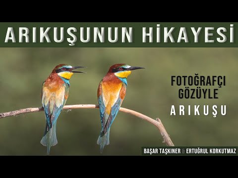 ARIKUŞUNUN HİKAYESİ - Fotoğrafçı gözüyle arıkuşu - Kuş fotoğrafçılığı - Arı kuşu fotoğrafları FULLHD