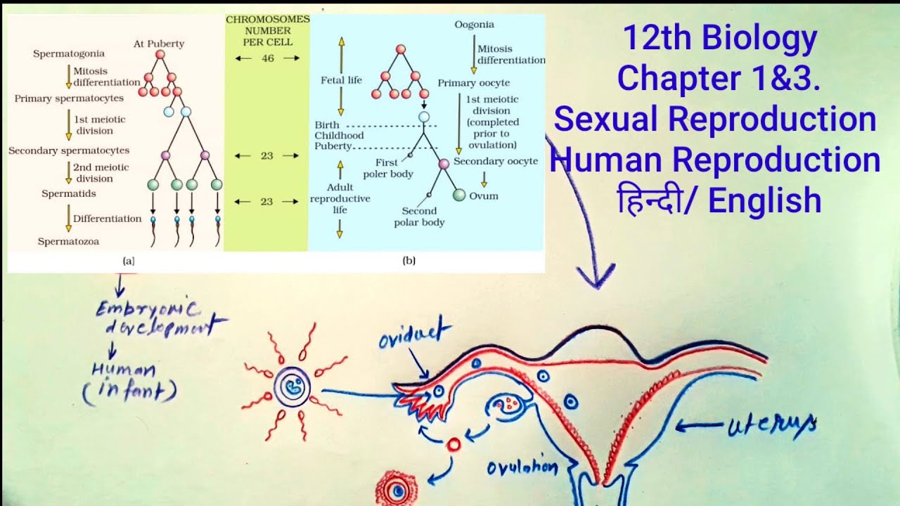12th Biology; Ch 3,Human Reproduction, (हिन्दी/English) full explained ...