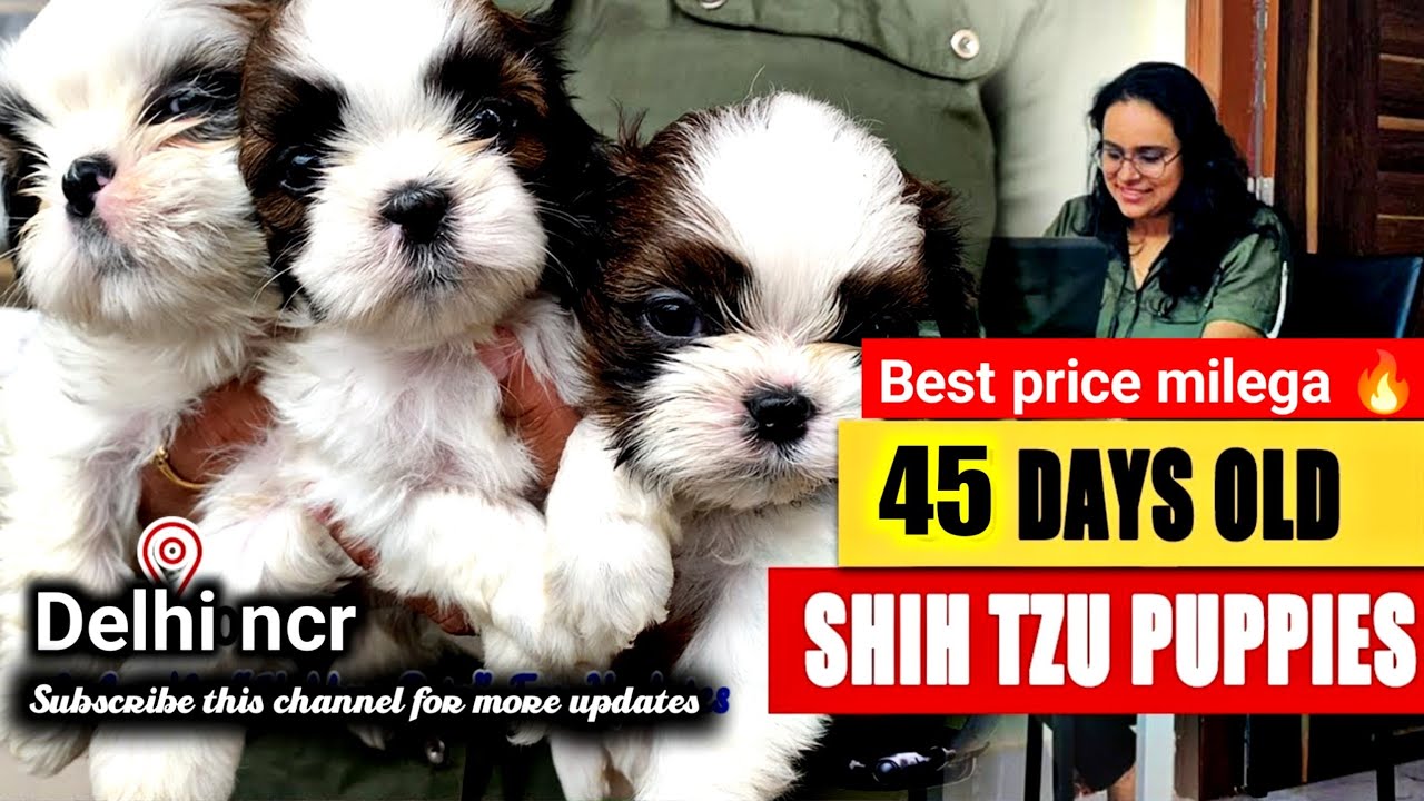 Shih tzu tri color puppies for sale || hese Shih Tzu Puppies Will Make ...