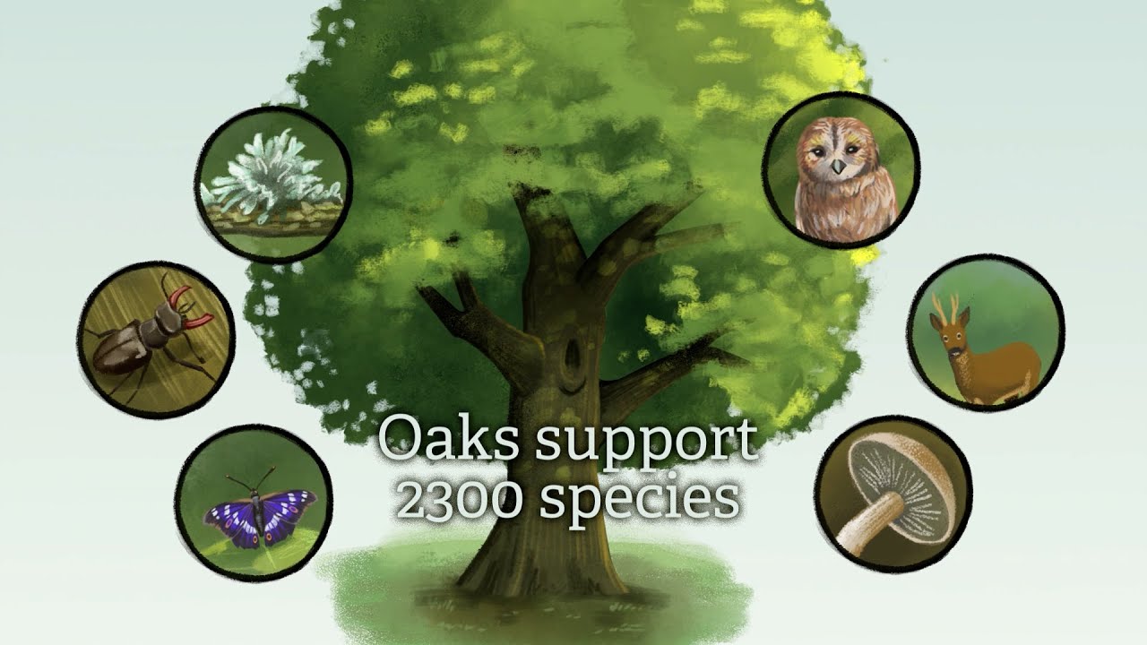 FUTURE OAK Research Animation - YouTube