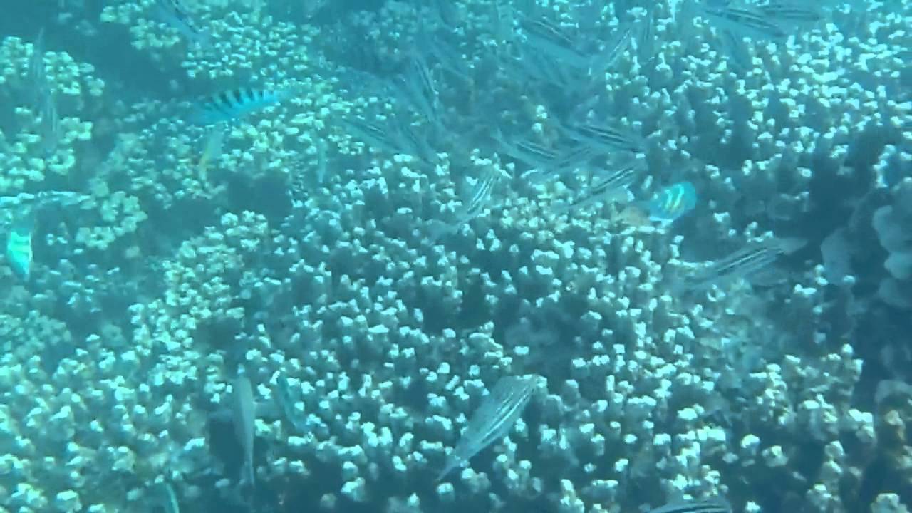 Snorkeling with Many Fish in Guam -- July 2015 - YouTube