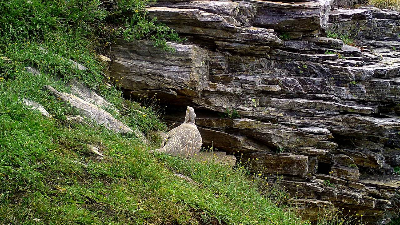 Himalayan Snowcock - YouTube