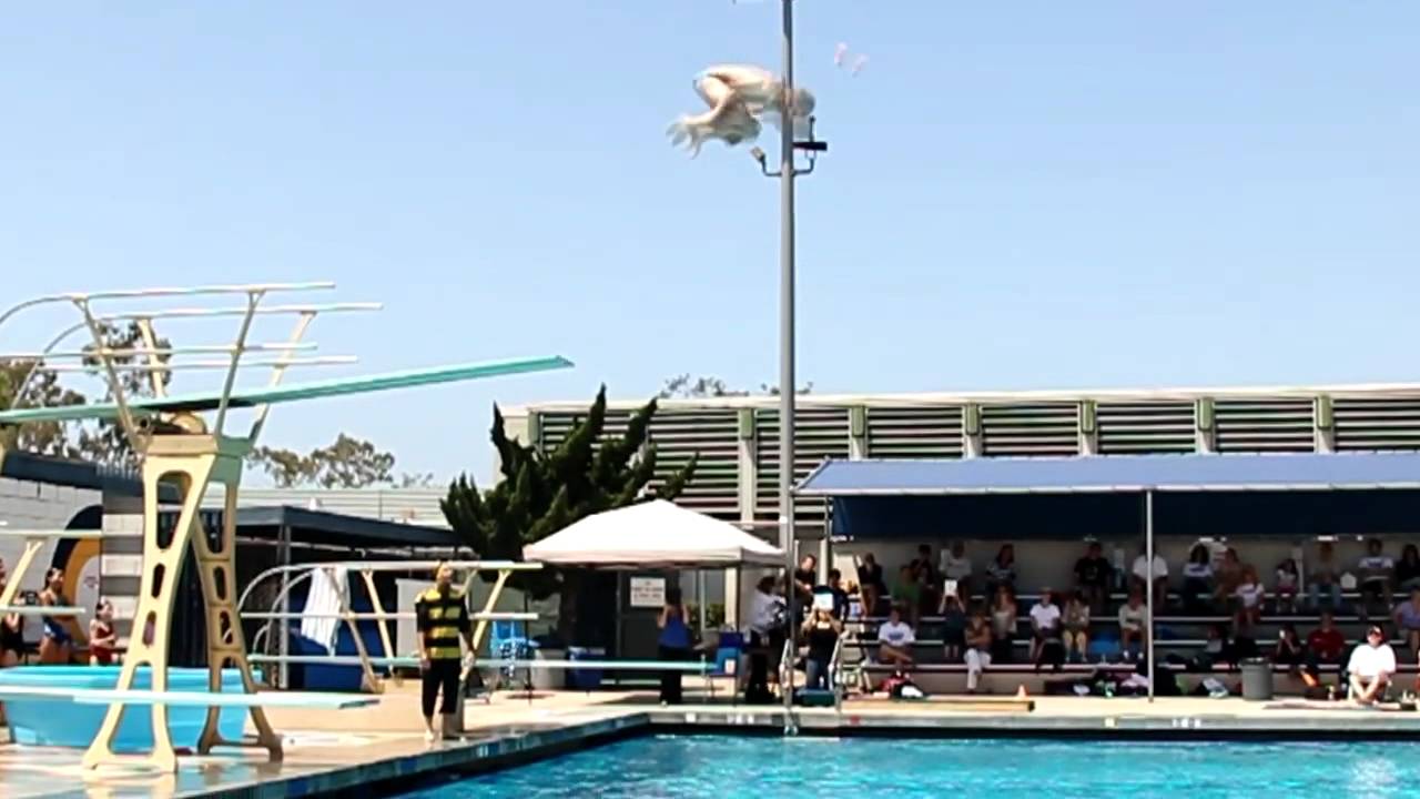 Kevin Dreesen 108c - Quad Somersault from the High Dive - YouTube