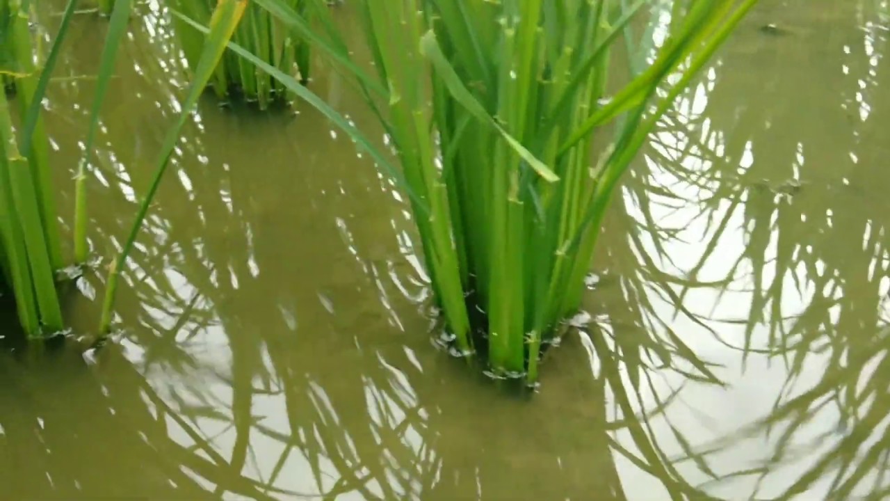 Padi MR219 28 HST dan Jumlah Anakan - YouTube