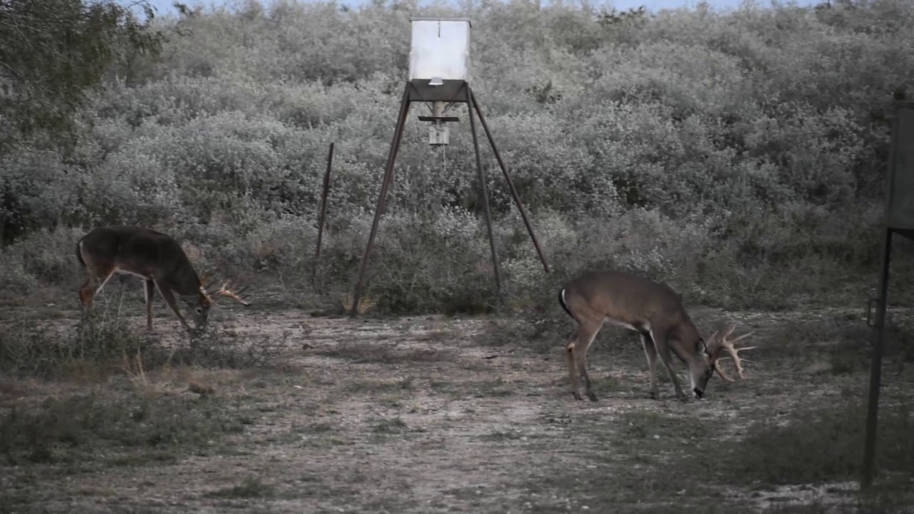 South Texas 200" Whitetail Deer - George West Texas South Texas Hunting ...