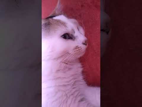 Cute Cat demanding petting | Watch till end | Introducing Munna