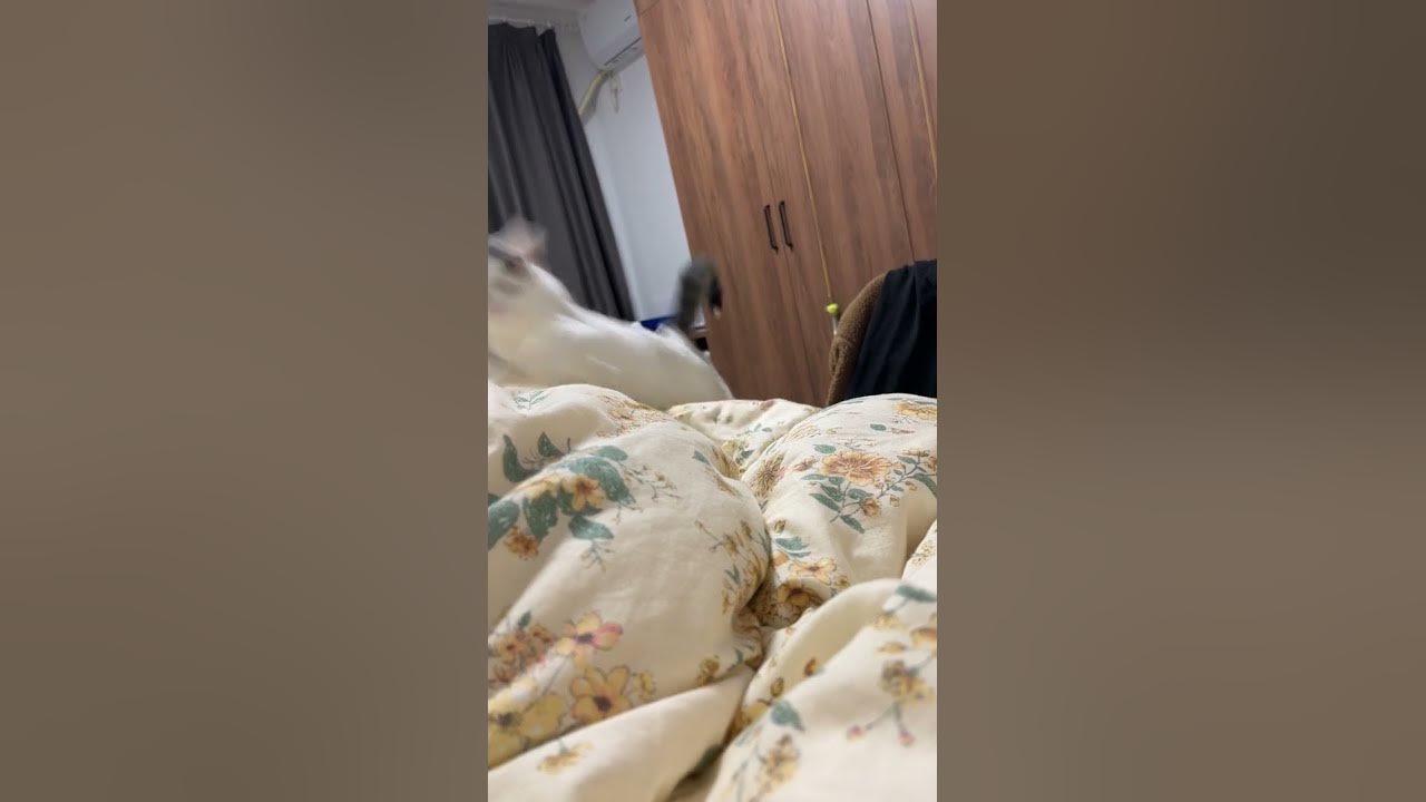 猫猫都懂迷惑猎物，你还不懂上班怎么摸鱼不被老板发现 #养猫人 #暗中观察 #养猫的应该都懂吧 #铲屎官疯了 #动物的迷惑行为 - YouTube