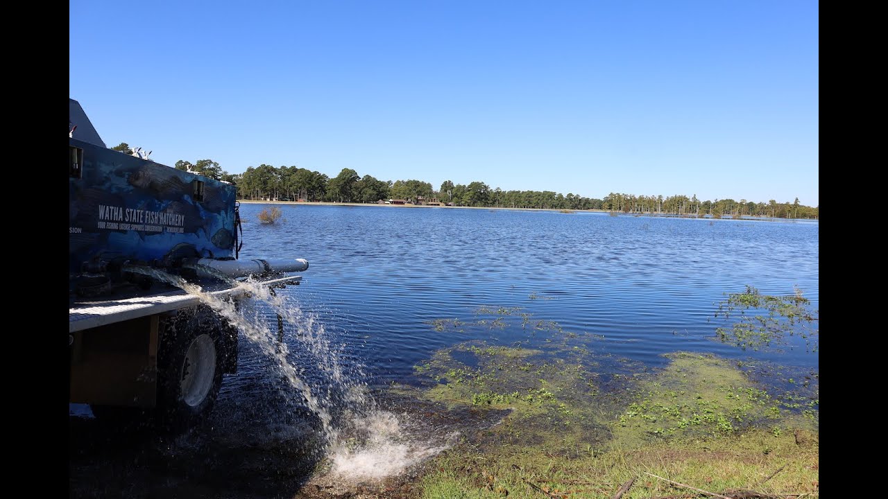 The Lumbee Tribe Cultural Center Lake is Restocked with Fish after 6 ...