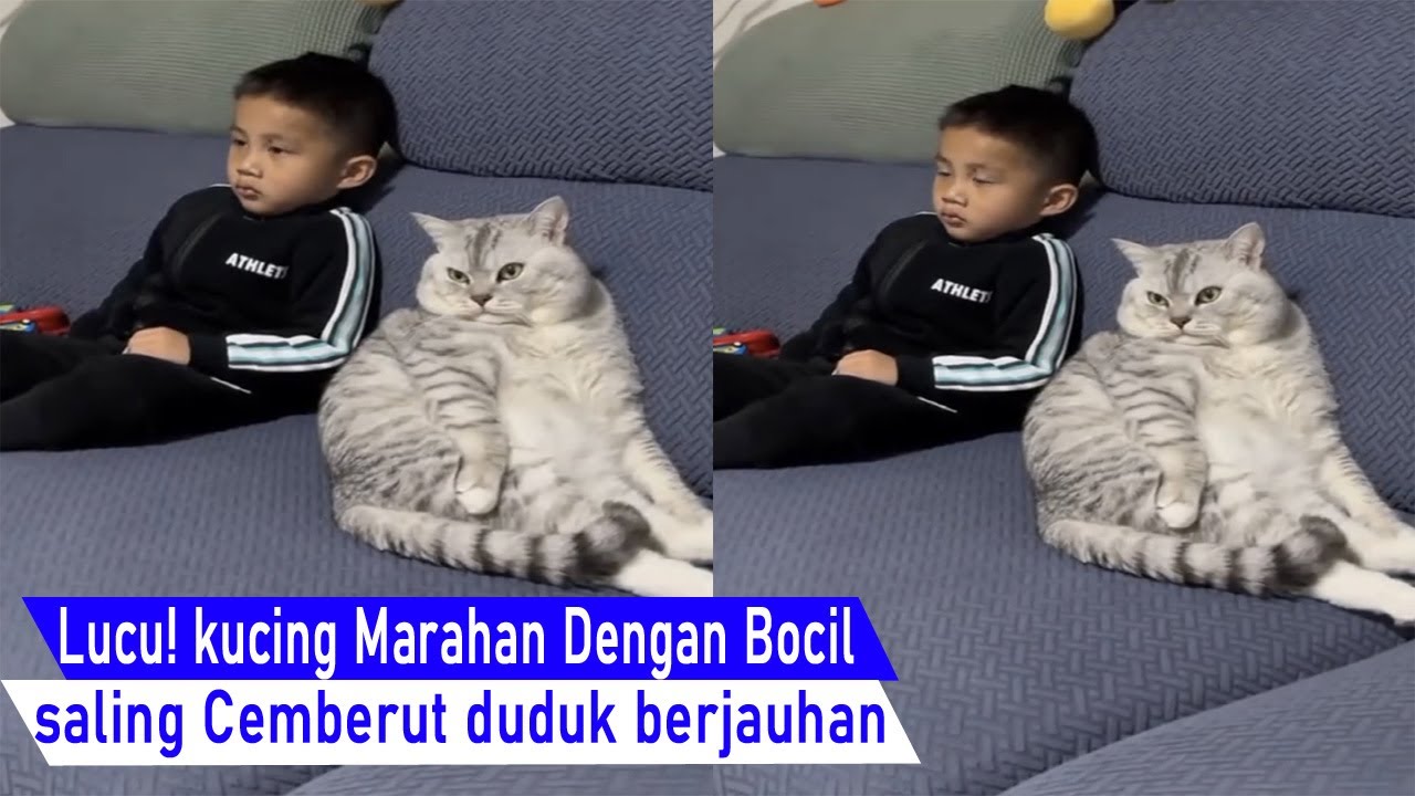 LUCU BANGET! kucing Marahan dengan Anak kecil Cemberut Lucu Duduk ...