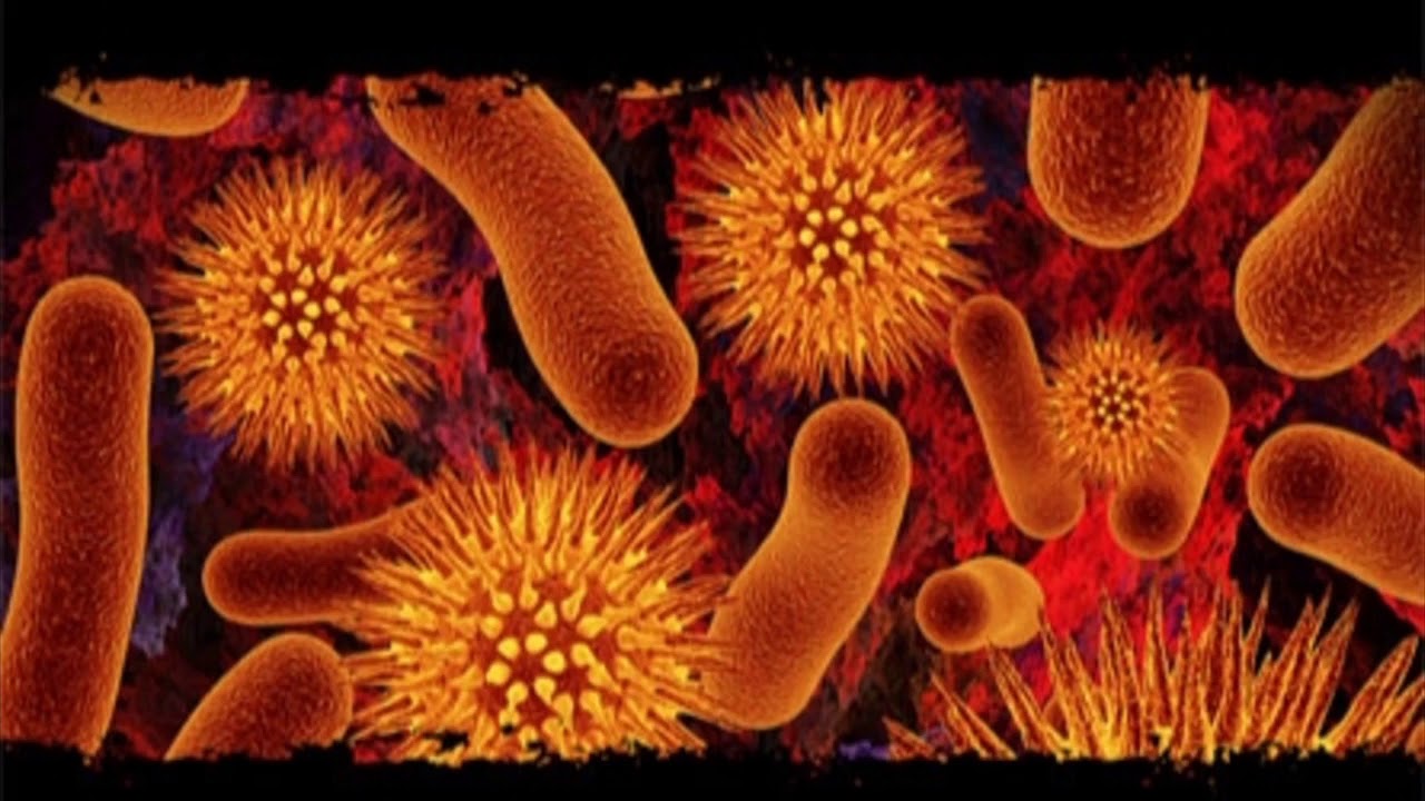 1-) Bacterial morphology: size, shape, arrangement and staining. - YouTube