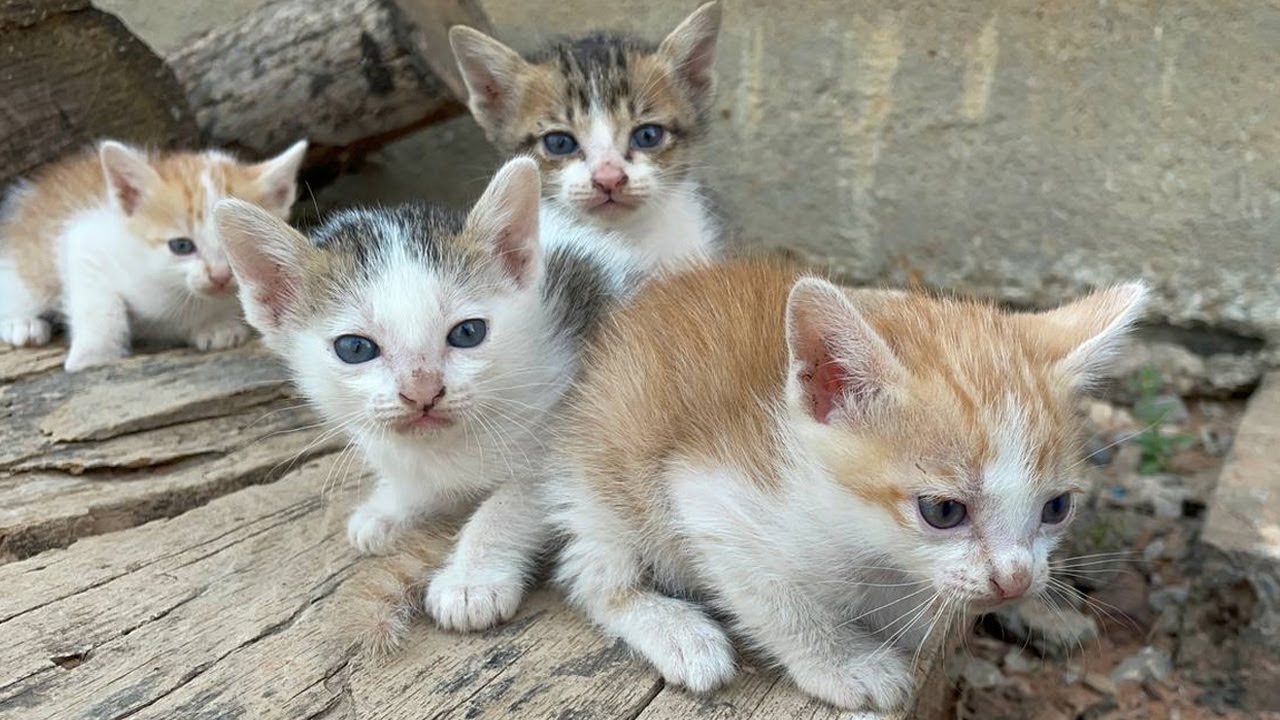 4 Little Kittens | Adorable Kittens Make Intimate with Her Owner - YouTube