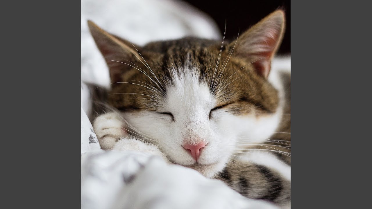 Sprightly Moods for The Happiest Cats - YouTube