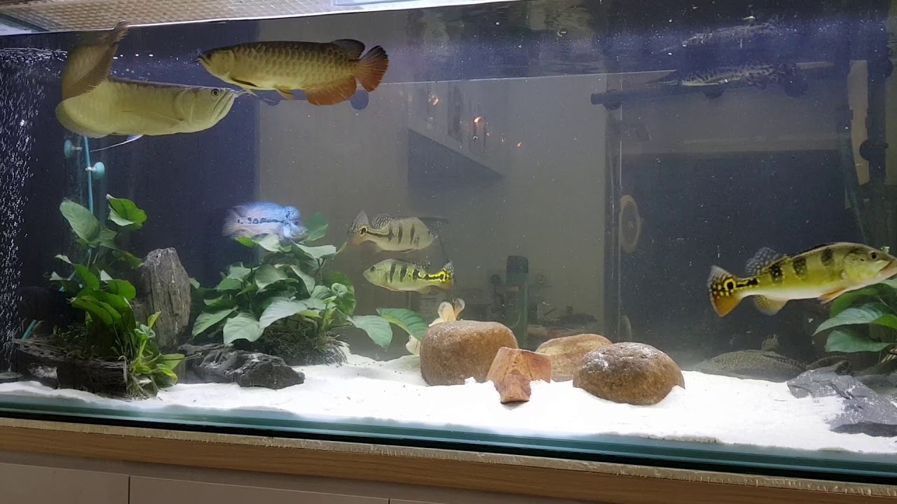Arowana common tanks - YouTube