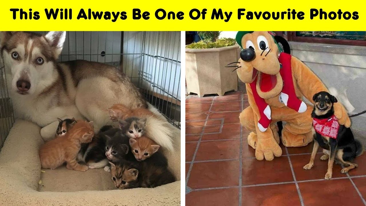 Uplifting Dog Posts To Make Your Day Better (New Pics) - YouTube