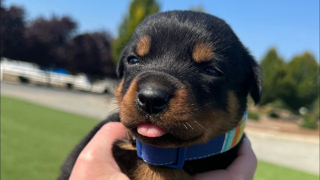 Axel - Rottweiler Puppy - 4 weeks old - YouTube