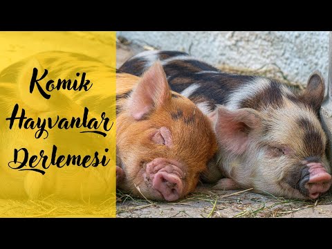 Komik Hayvanlar Derlemesi 🤣🤣🤣