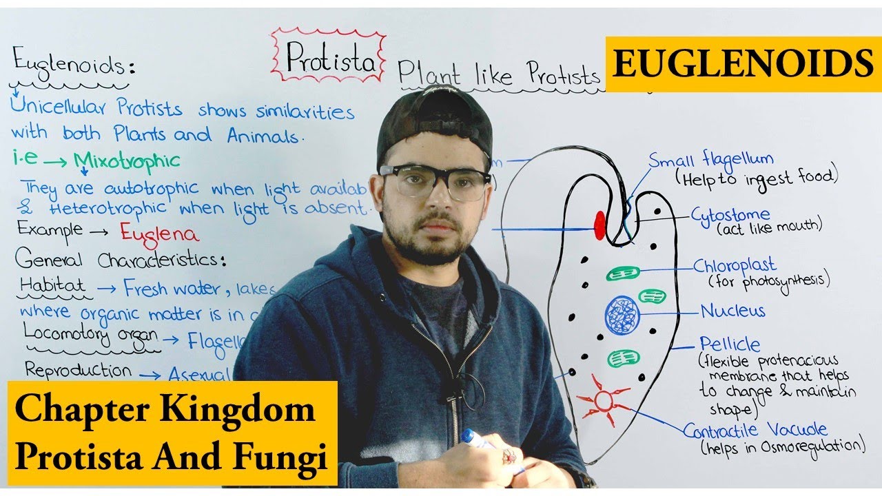 Euglenoids | Plant Like Protists (Algae) | Chapter protista and Fungi - YouTube
