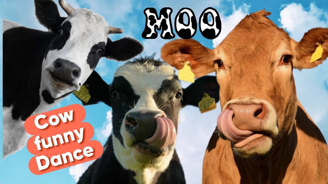 FUNNY COW DANCE #9 │ Cow Song & Cow Videos New Version (Official Video ...