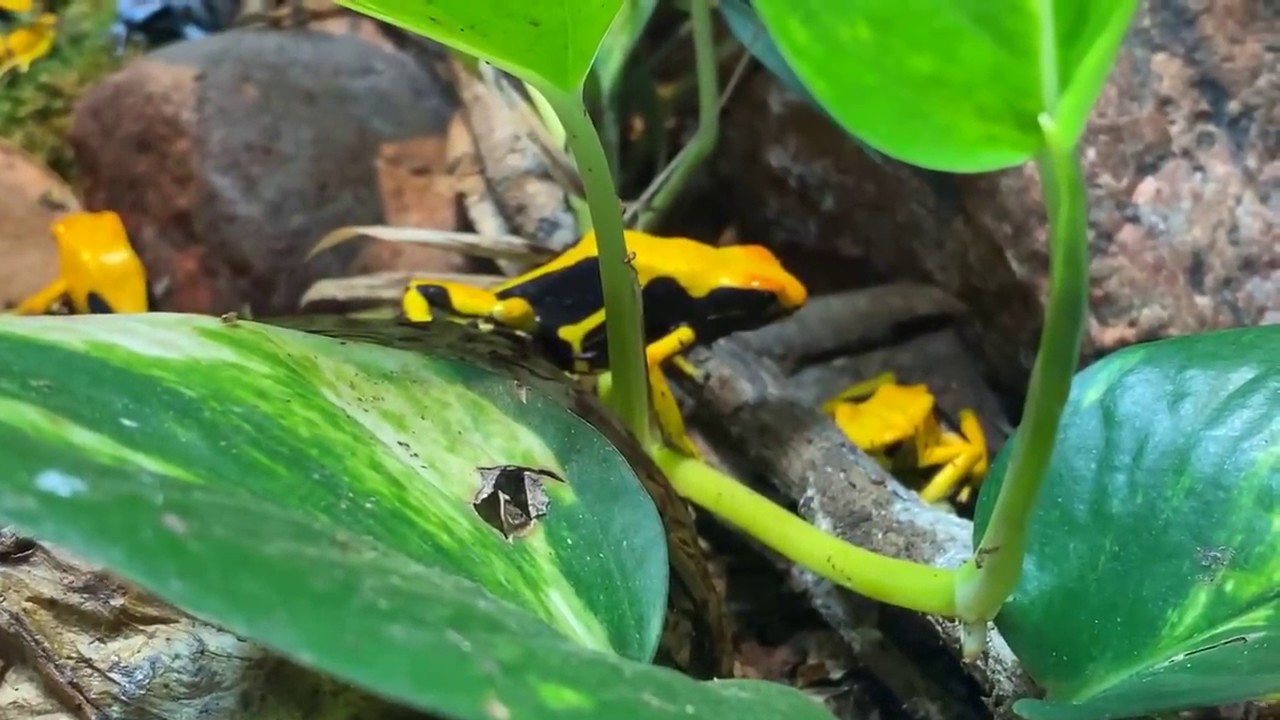 Home Safari - Poison Dart Frog - Cincinnati Zoo - YouTube