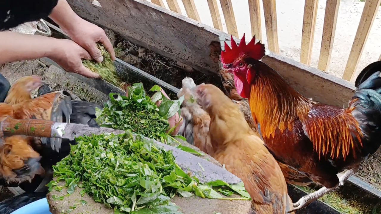 How to grow local chicken using cheapest food ||Farming Nepal Aara ...