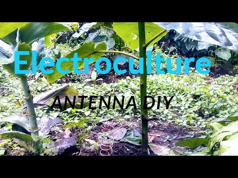 DIY electroculture antennas in 5minutes - YouTube