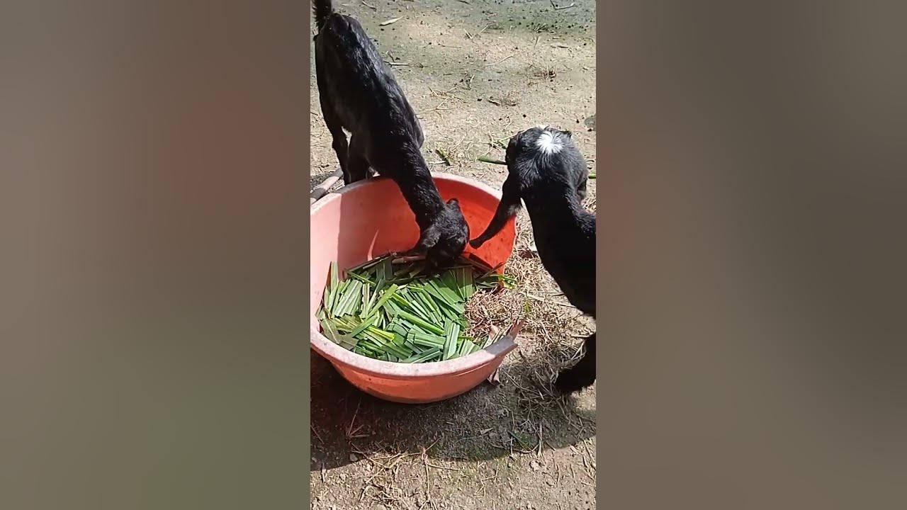 কিউট কিউট বেবি গুলো ঘাস খাচ্ছে। Viralvideo Farming Shortvideo