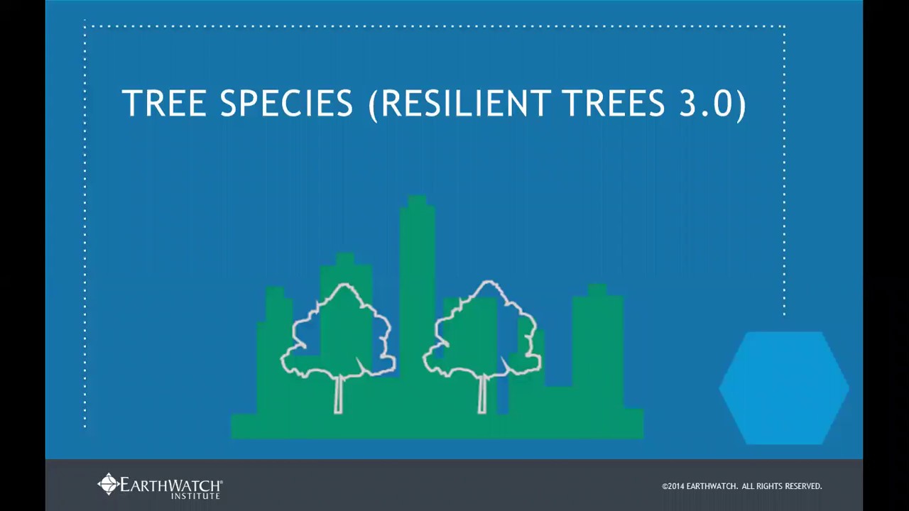 Tree Species (Resilient Trees 3.0) - YouTube
