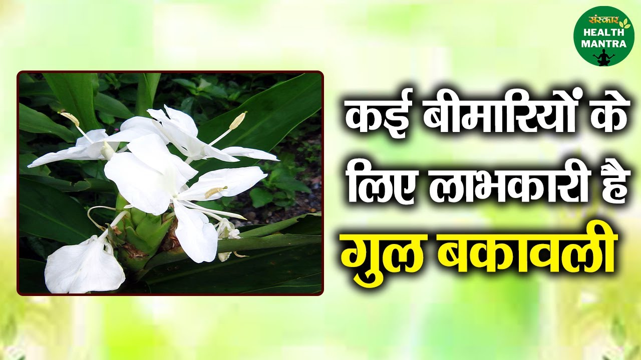 कई बीमारियों के लिए लाभकारी है गुल बकावली | Benefits of Gulbakawali ...
