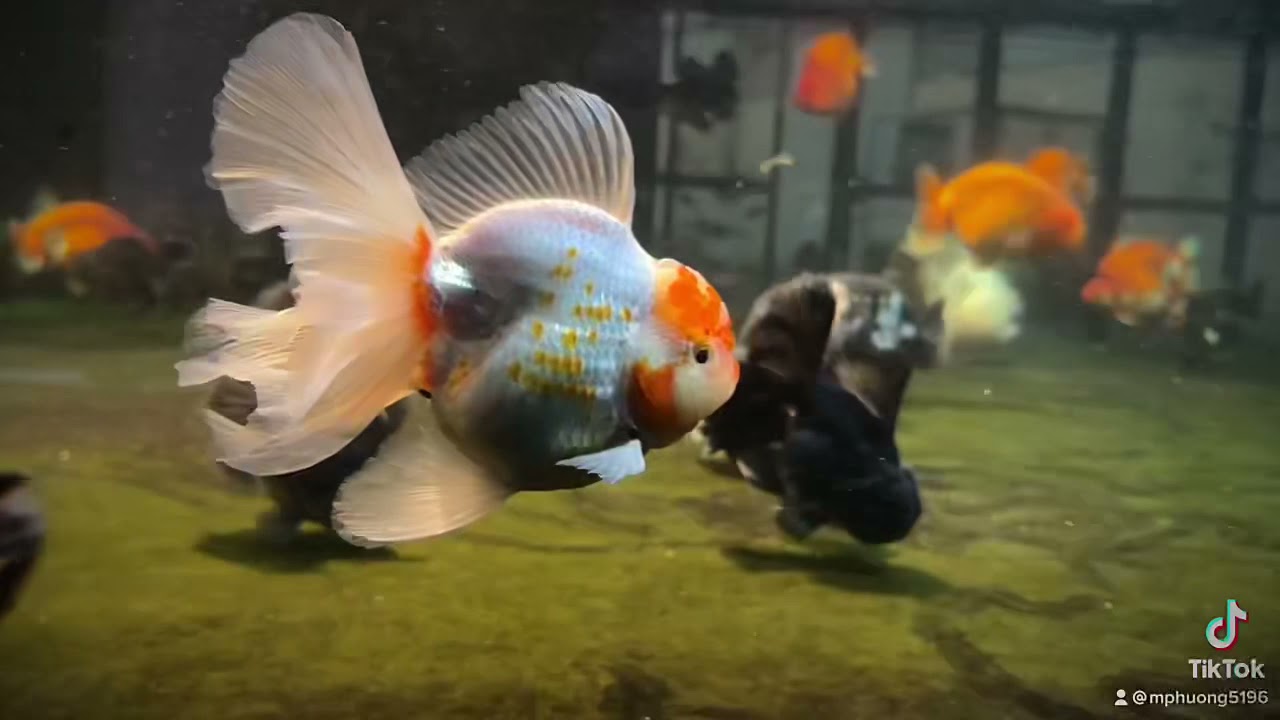 LEN Goldfish - Oranda NK Thái Lan, trại cá nổi tiếng tại Thái Lan làm ...